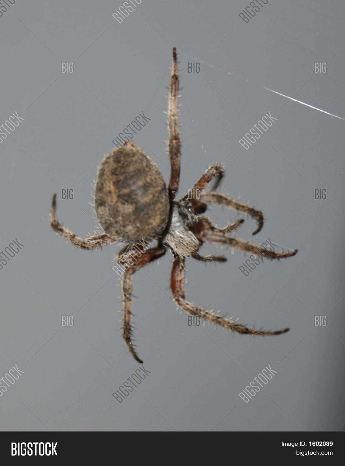 Furry Brown Spider Image & Photo (Free Trial) | Bigstock