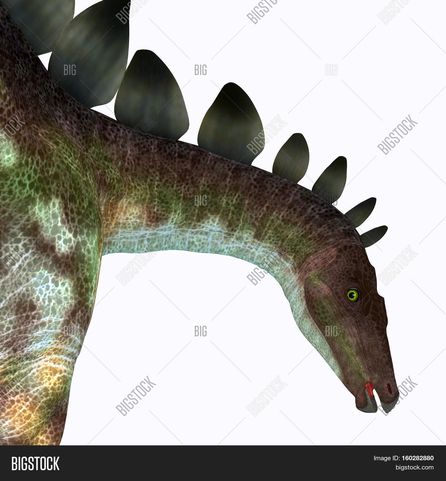 Stegosaurus Dinosaur Image & Photo (Free Trial) | Bigstock