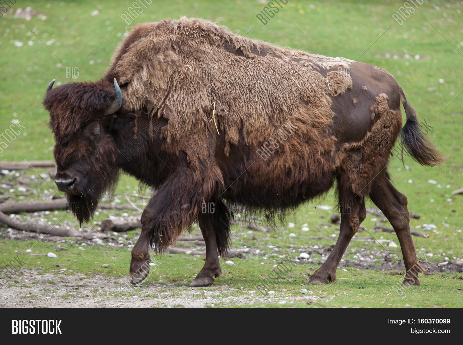 Wood Bison (Bison Image & Photo (Free Trial) | Bigstock