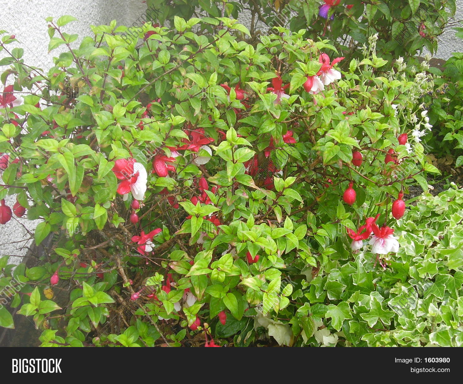 Fushia Image & Photo (Free Trial) | Bigstock