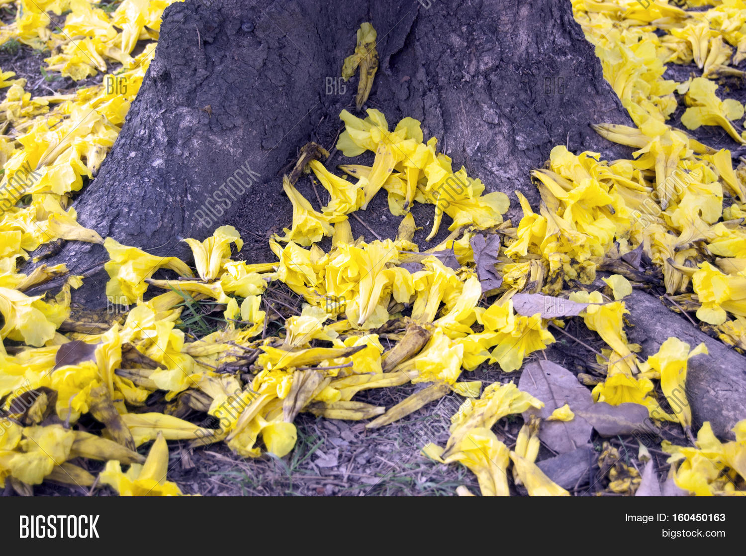 Poui Tree Trunk Bed Image & Photo (Free Trial) | Bigstock