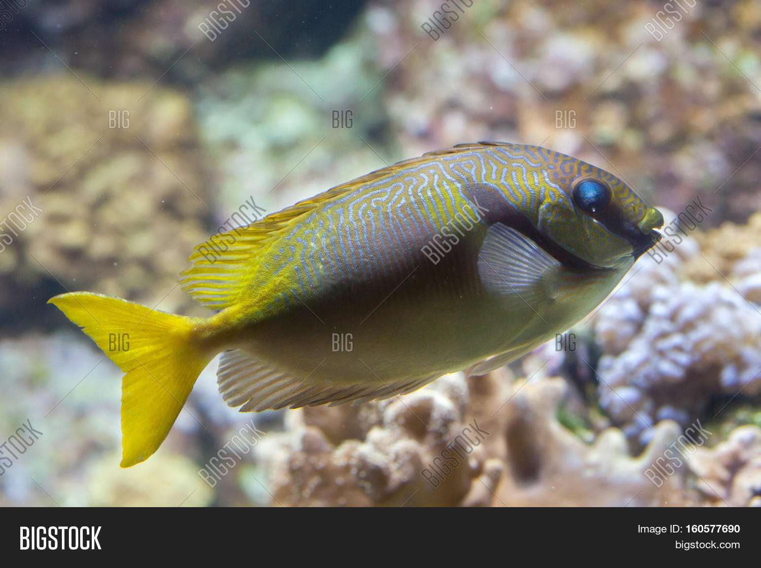 Scribbled Rabbitfish ( Image & Photo (Free Trial) | Bigstock