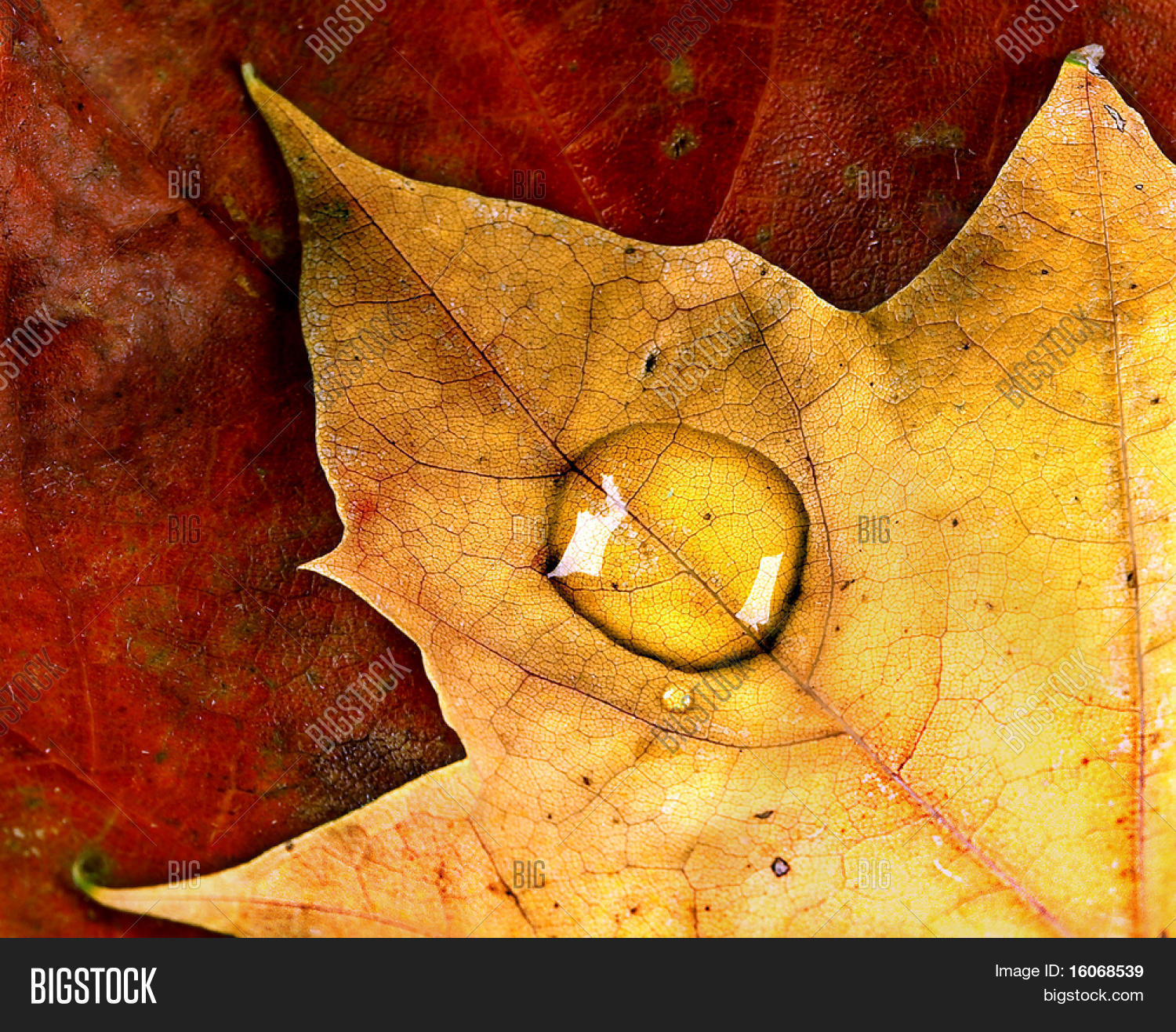 Single Autumn Leaf Image & Photo (Free Trial) | Bigstock