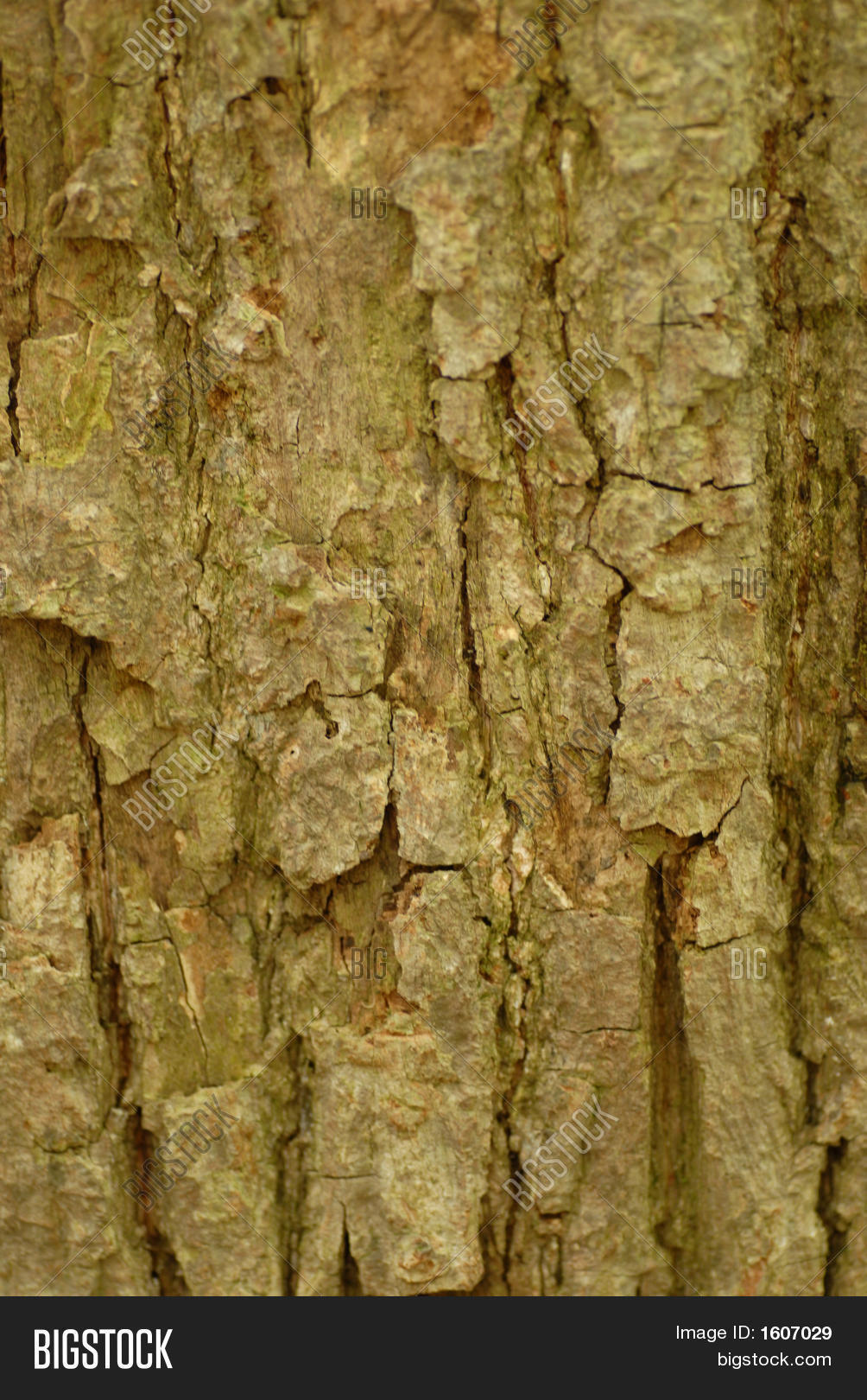 Basswood Tilia Image & Photo (Free Trial) | Bigstock