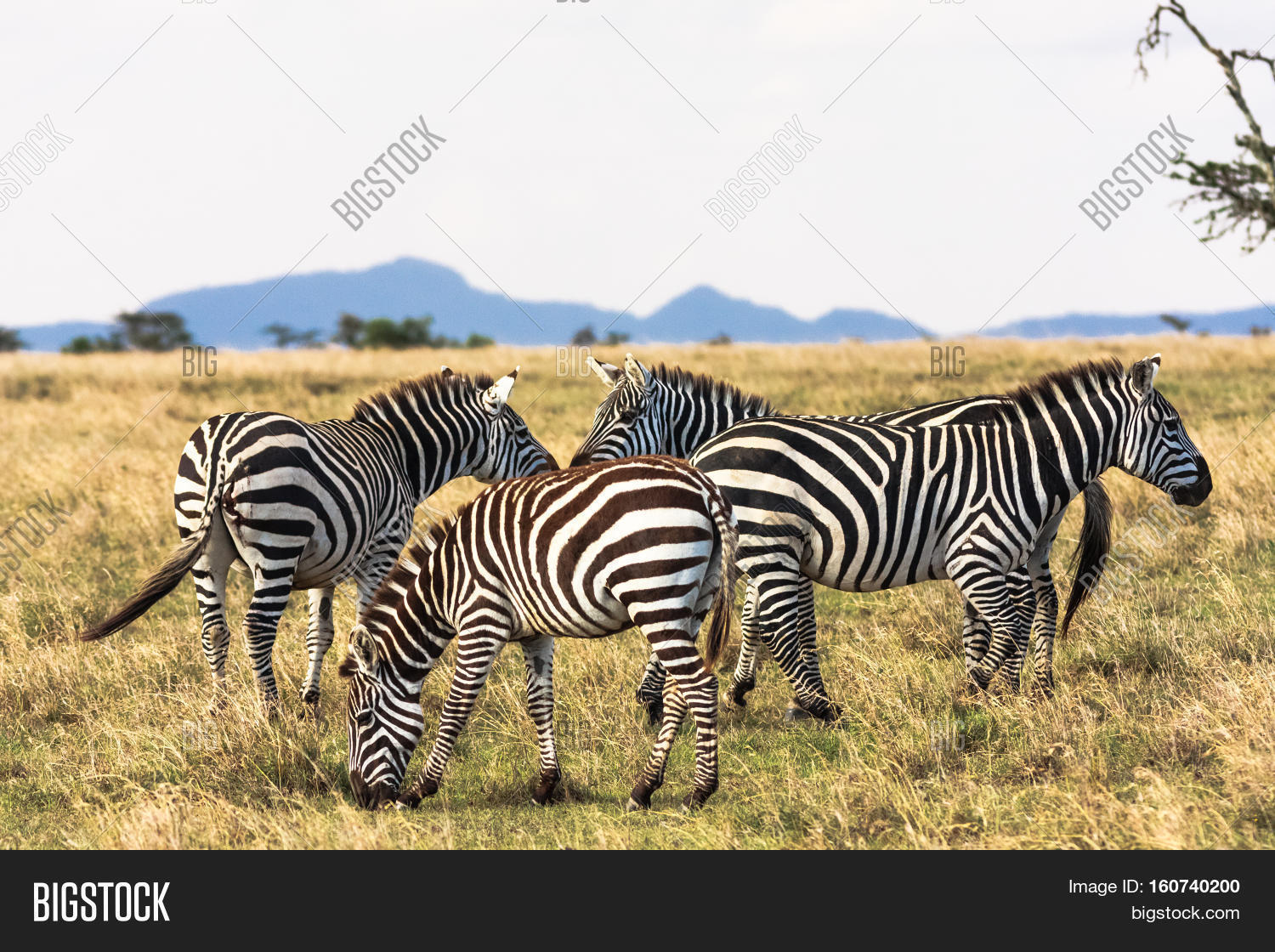 Zebras Savannah. Zebra Image & Photo (Free Trial) | Bigstock