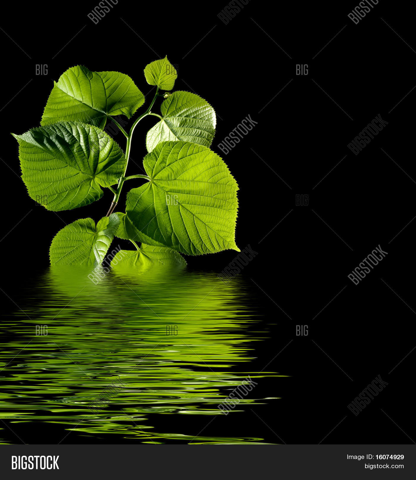 Green Leaves Water On Image & Photo (Free Trial) | Bigstock