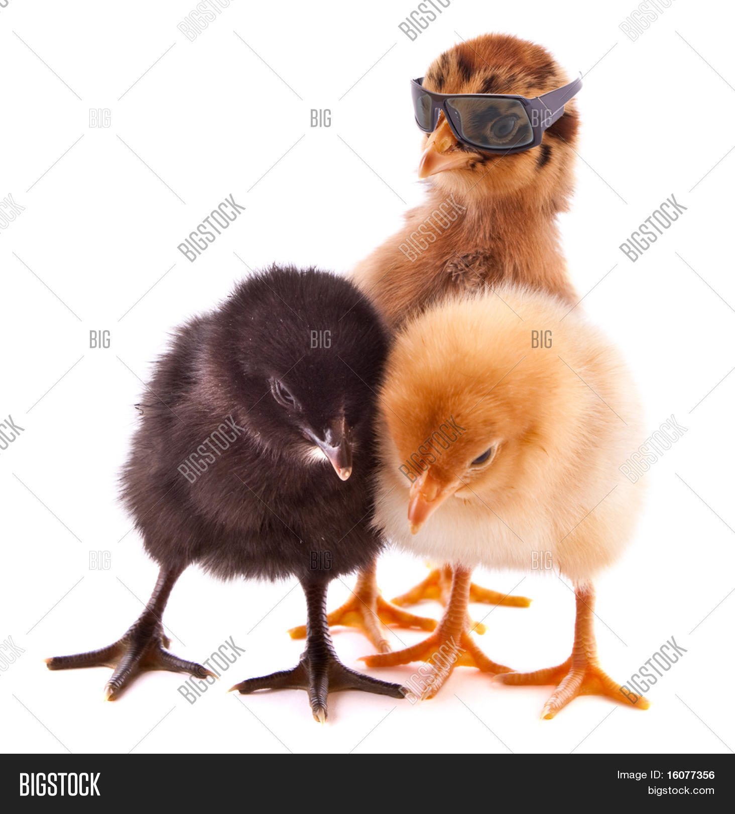 Drie afbeelding en foto (gratis proefversie) | Bigstock