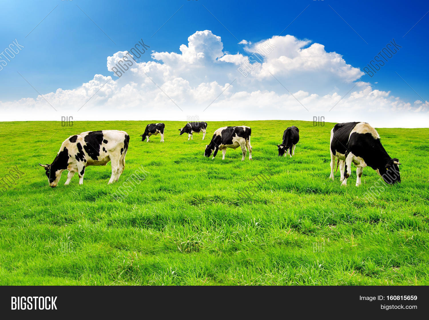 Cows On Green Field Image & Photo (Free Trial) | Bigstock