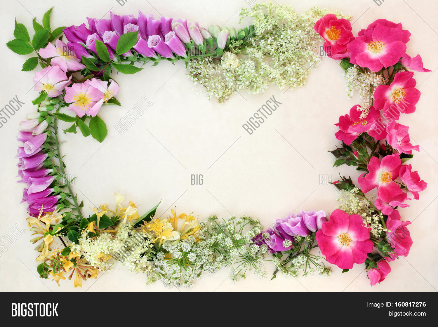 Wildflower Border Lizzie Harper Botanical Illustration of a Wild ...