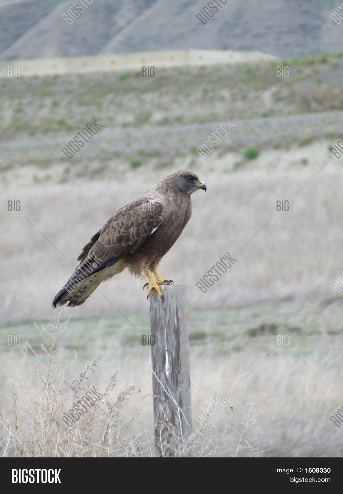 Hunting Hawk Image & Photo (Free Trial) | Bigstock