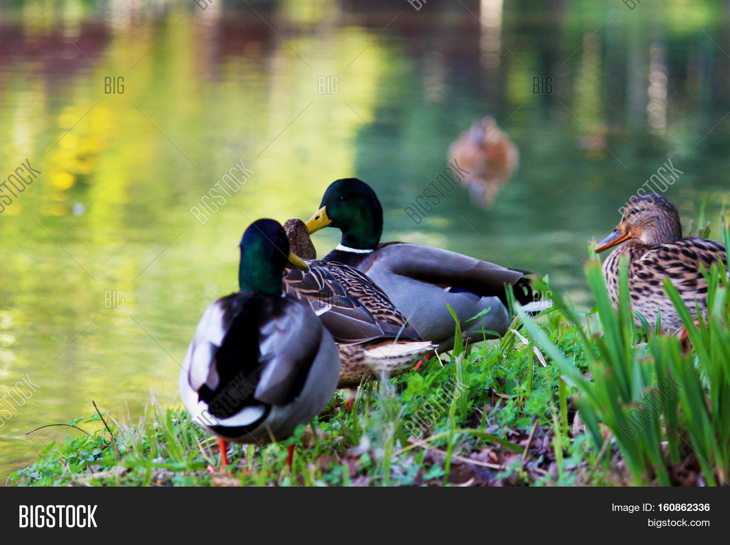 Ducks Resting By Lake Image & Photo (Free Trial) | Bigstock