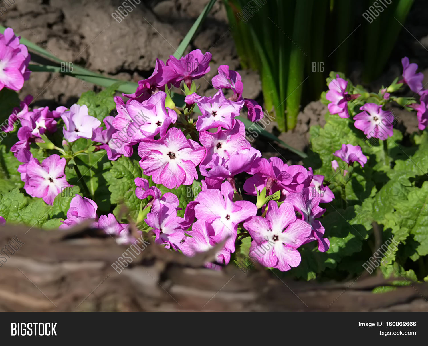 Primrose Called Flower Image & Photo (Free Trial) | Bigstock