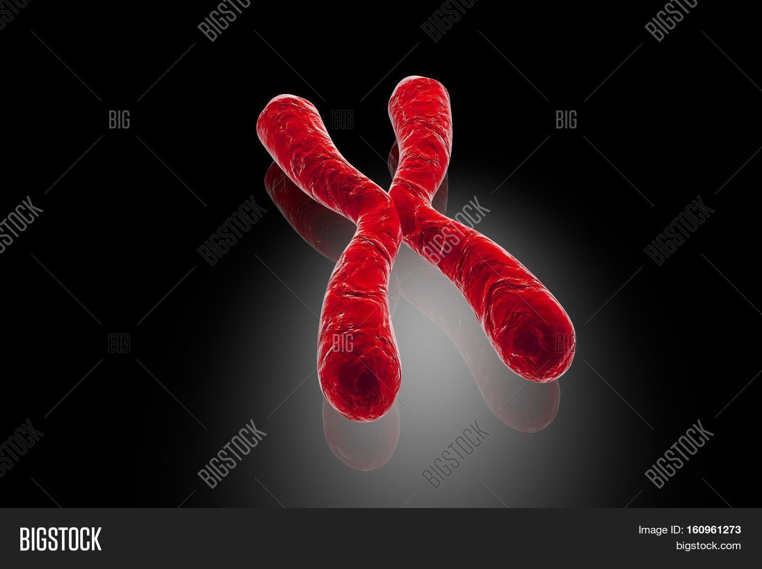 Human X Chromosome, 3D Image & Photo (Free Trial) | Bigstock