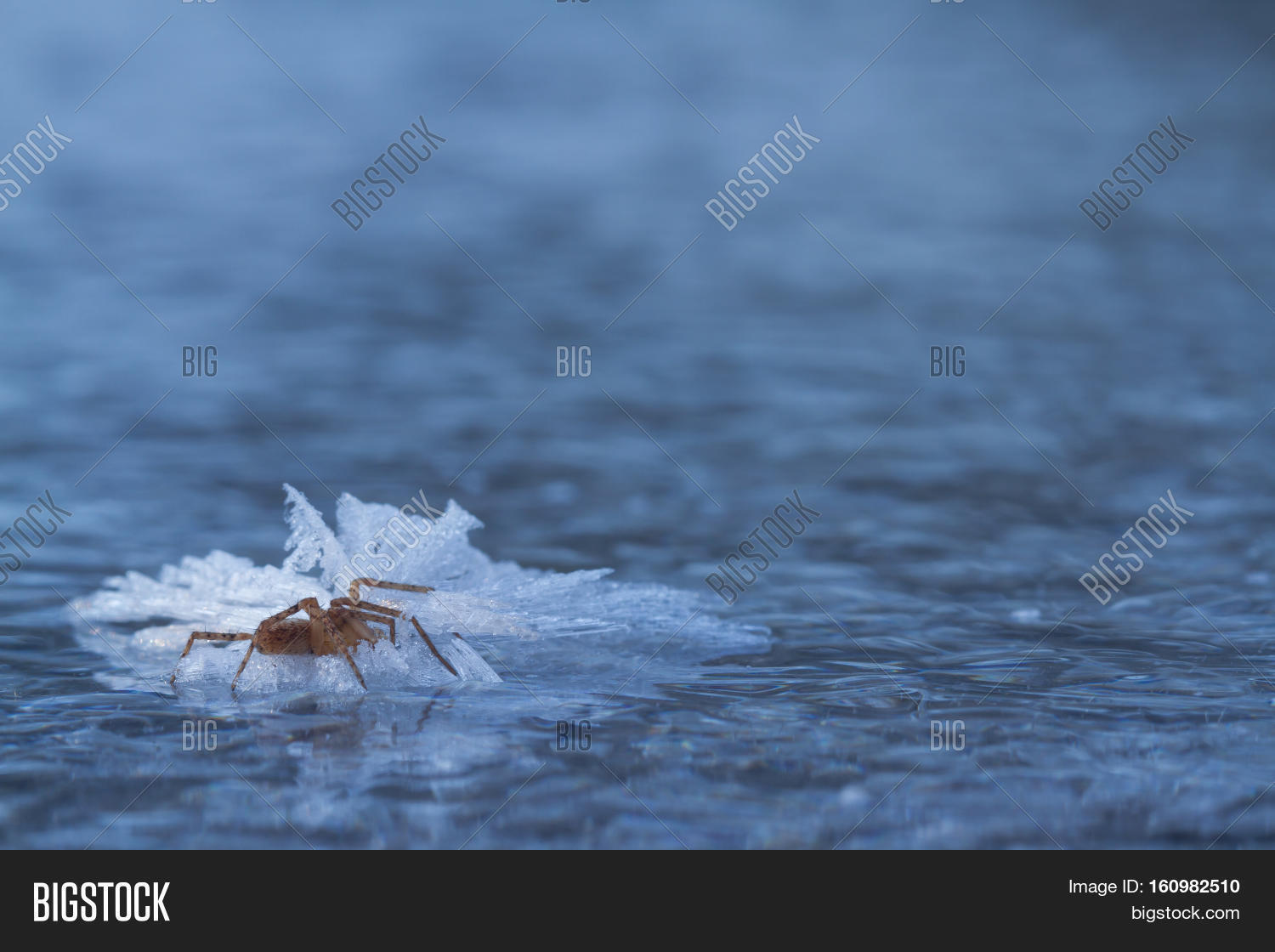Frozen Spider On Ice Image & Photo (Free Trial) | Bigstock