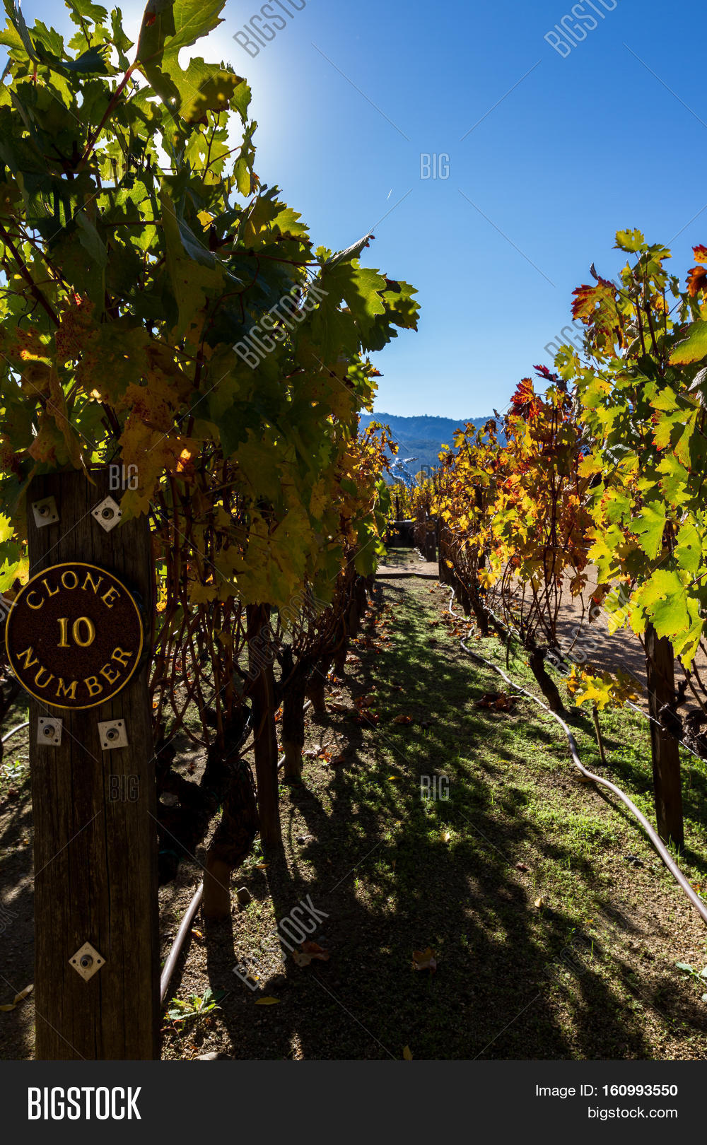 Grape Vine Clones Image & Photo (Free Trial) | Bigstock