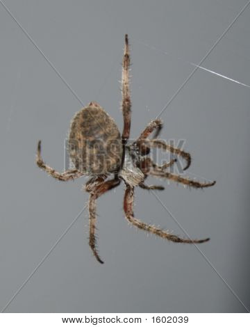 Furry Brown Spider Image & Photo (Free Trial) | Bigstock