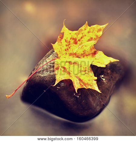 Colorful Broken Leaf Image & Photo (Free Trial) | Bigstock