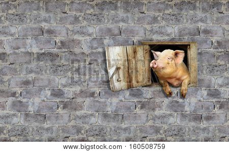 Joy Pig Looks Out Image & Photo (Free Trial) | Bigstock