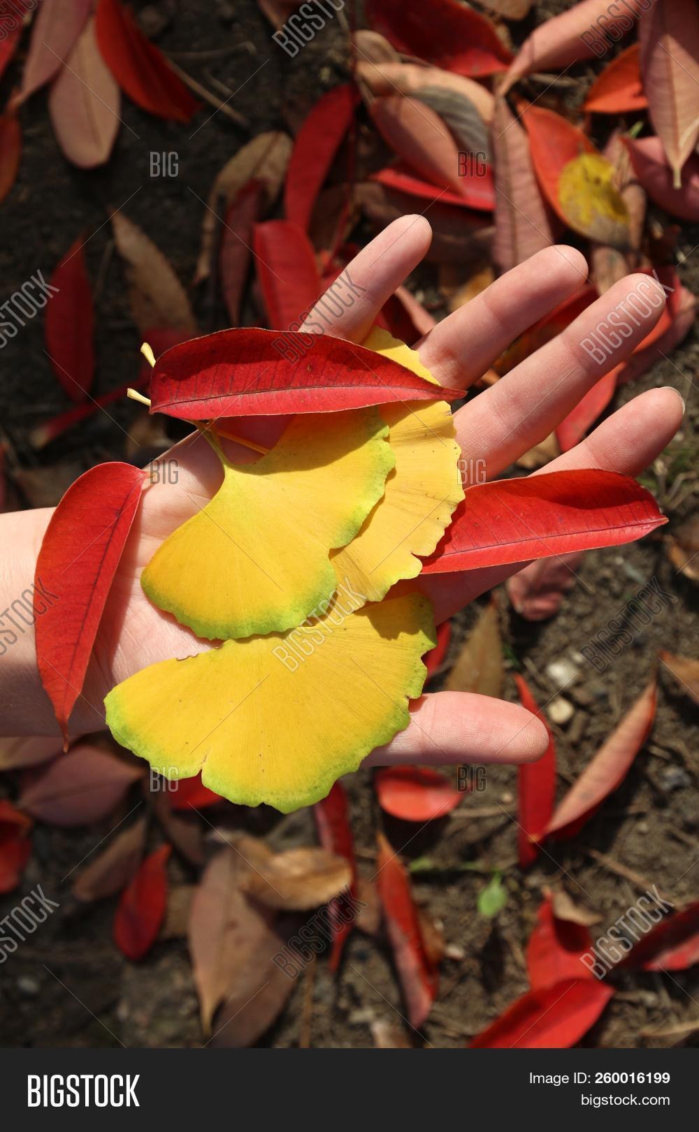 Autumn Leaves - Koyo Image & Photo (Free Trial) | Bigstock