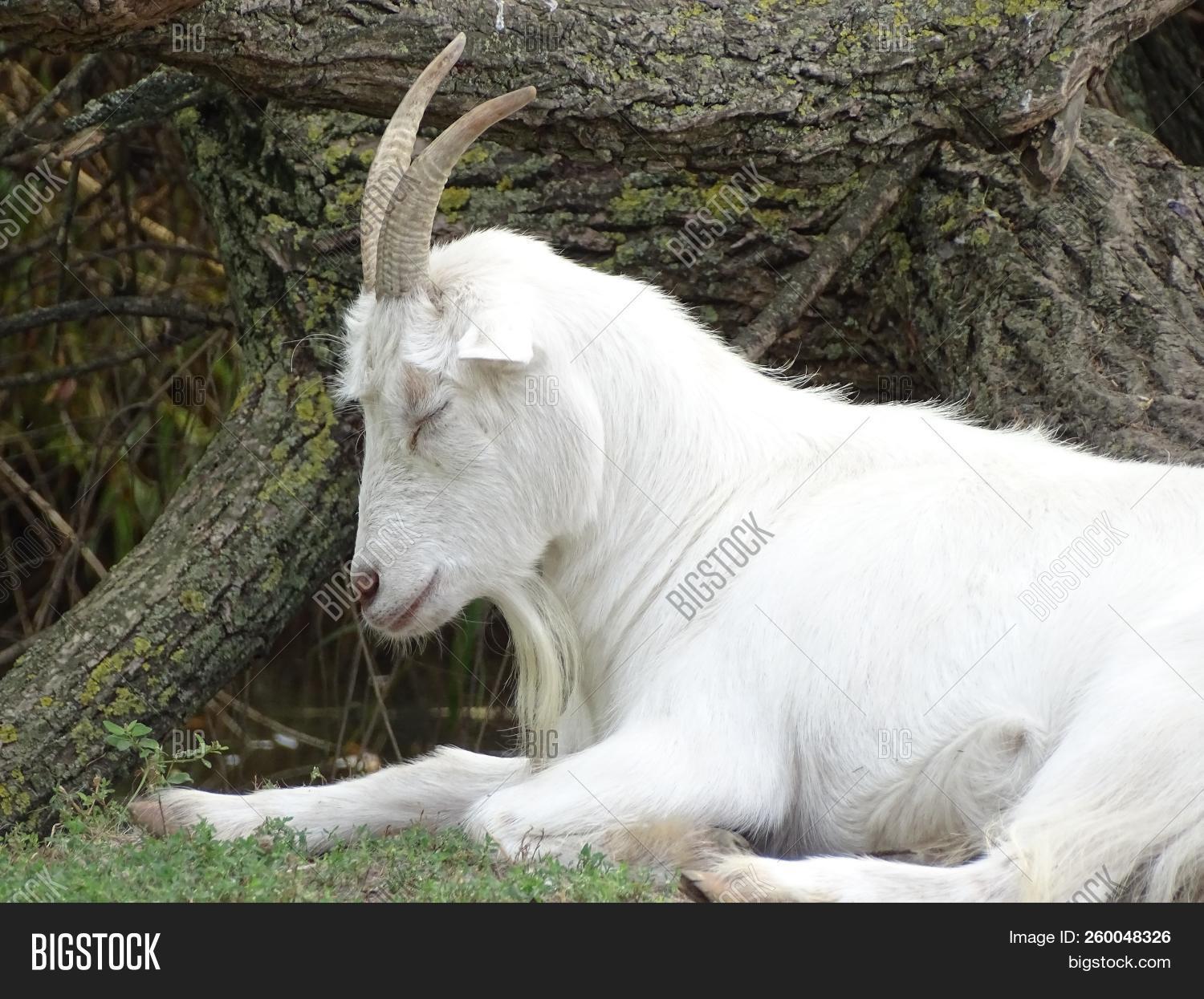 Goat Closeup Face Image & Photo (Free Trial) | Bigstock
