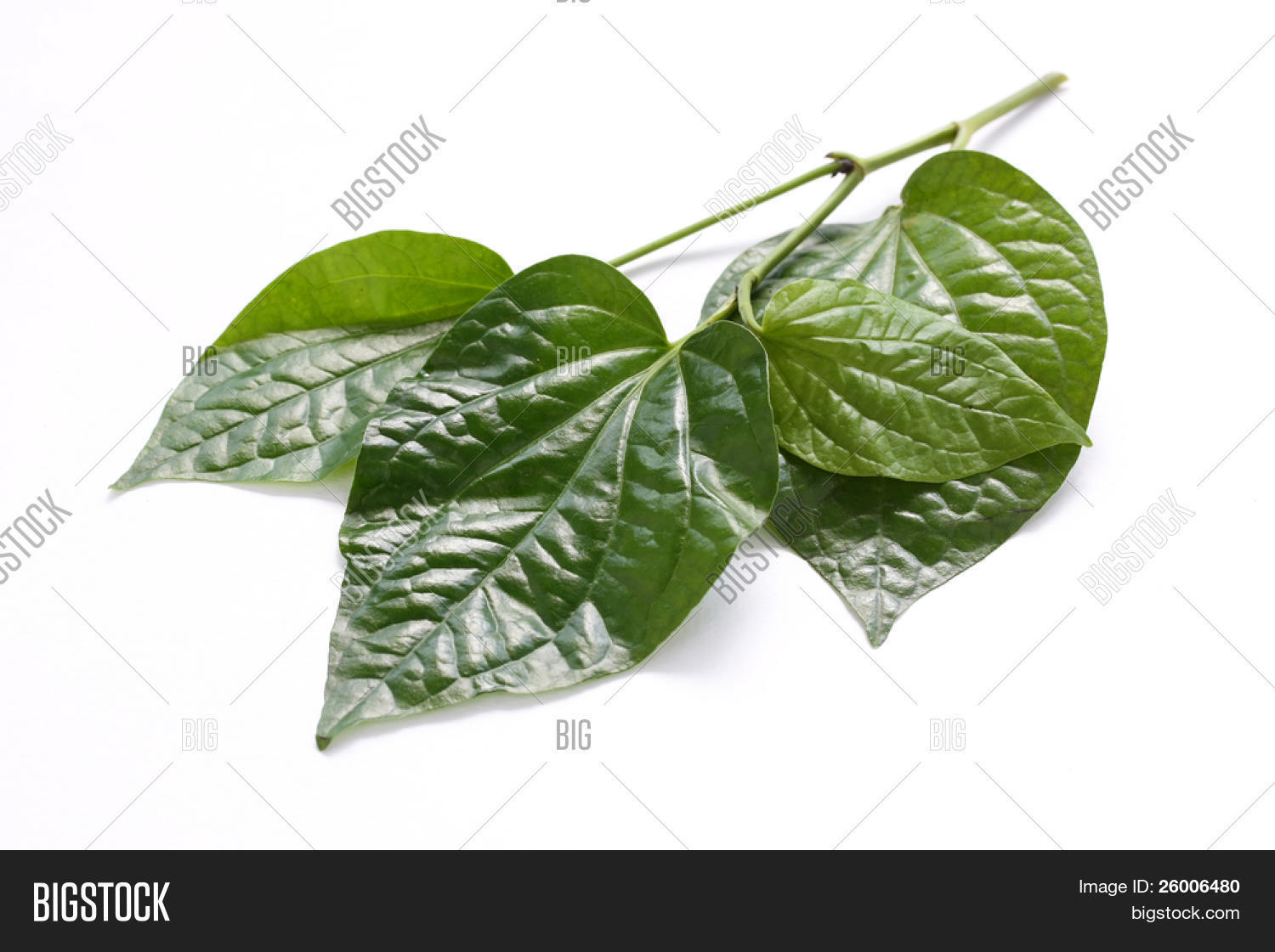 Fresh Fish Mint , Image & Photo (Free Trial) | Bigstock