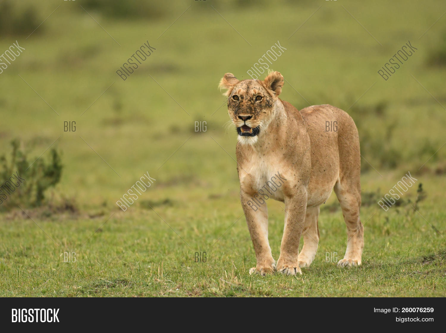 Female Lion Head
