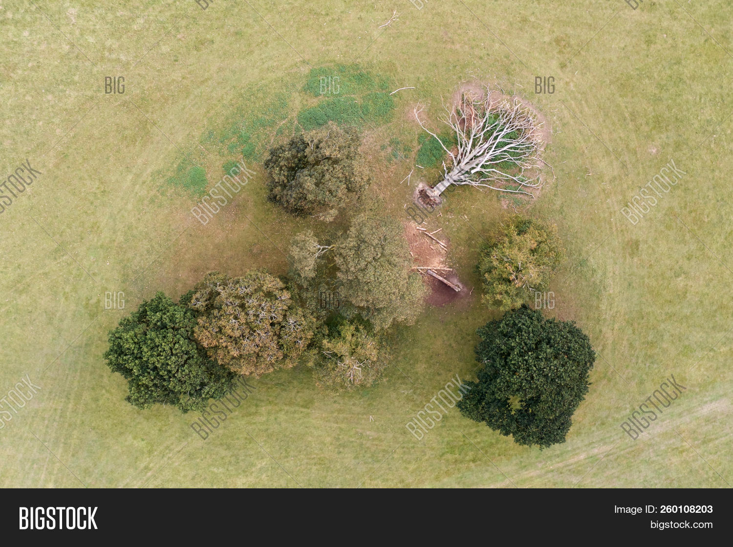 Small Woodland Copse Image & Photo (Free Trial) | Bigstock