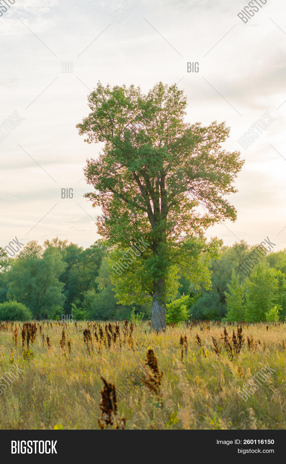 Lonely Tree Stands Image & Photo (Free Trial) | Bigstock