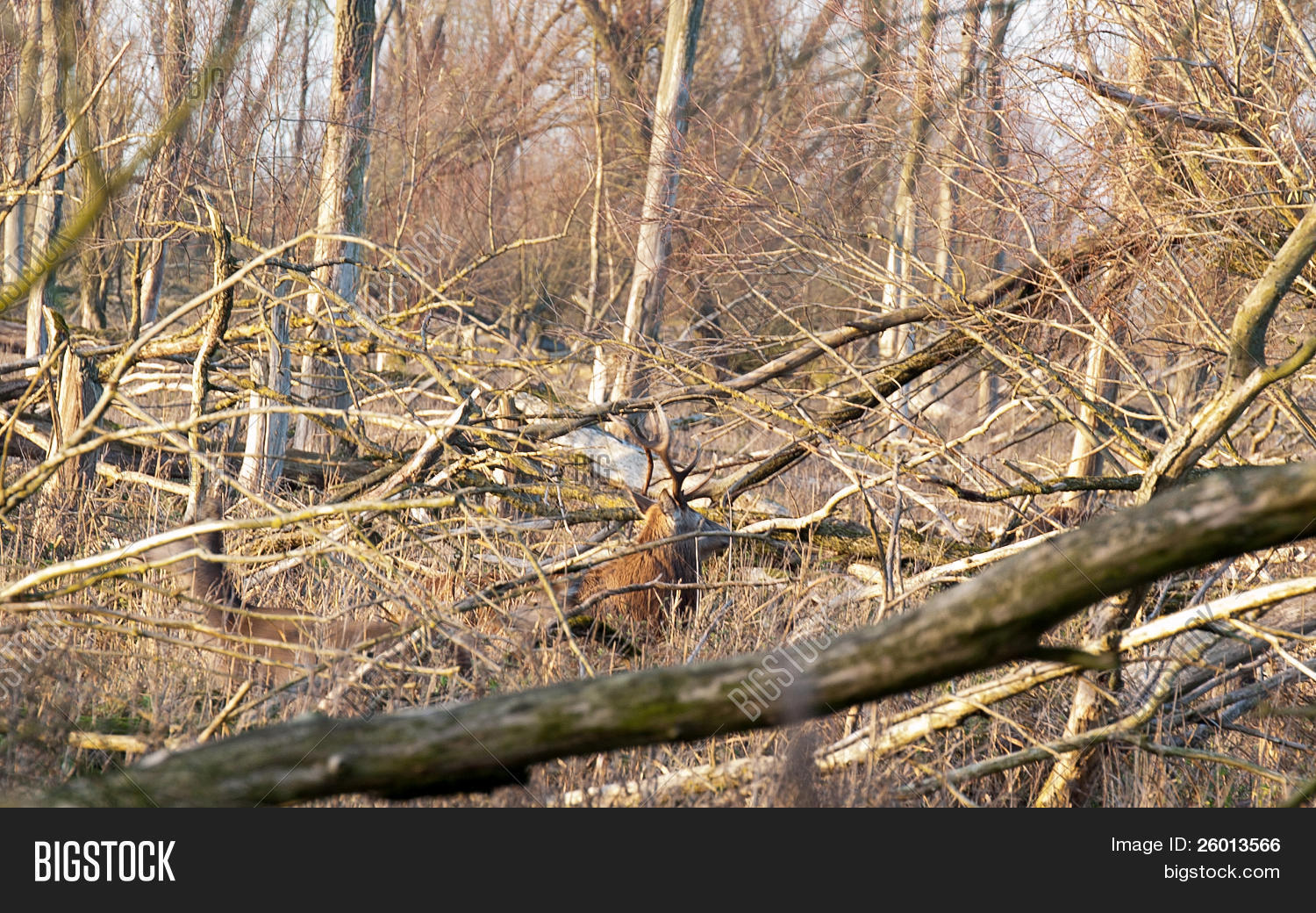 Male Deer Antlers Image & Photo (Free Trial) | Bigstock