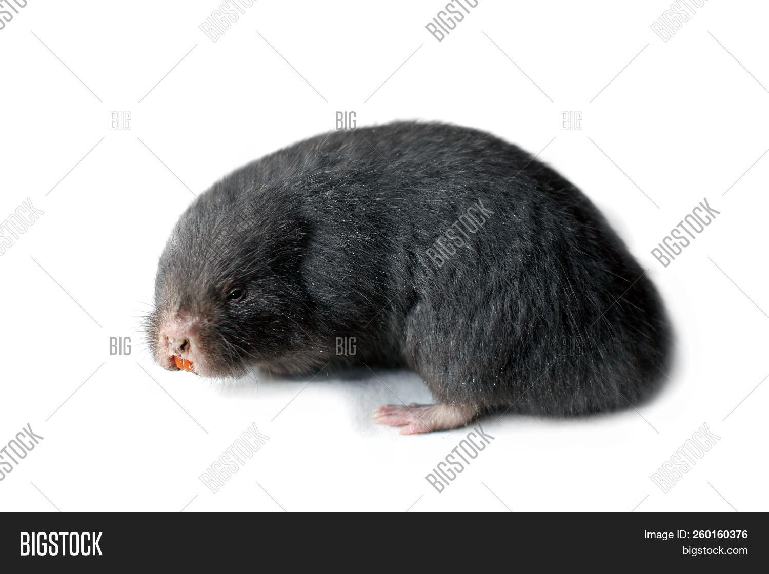 Asia Mole On White Image & Photo (Free Trial) | Bigstock
