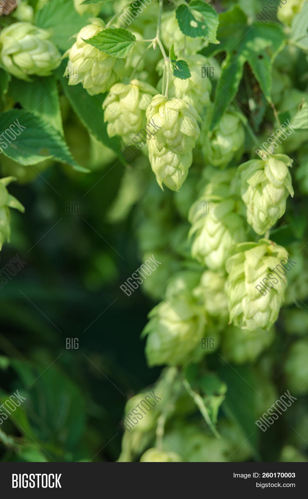 Detail Hop Cones On Image & Photo (Free Trial) | Bigstock
