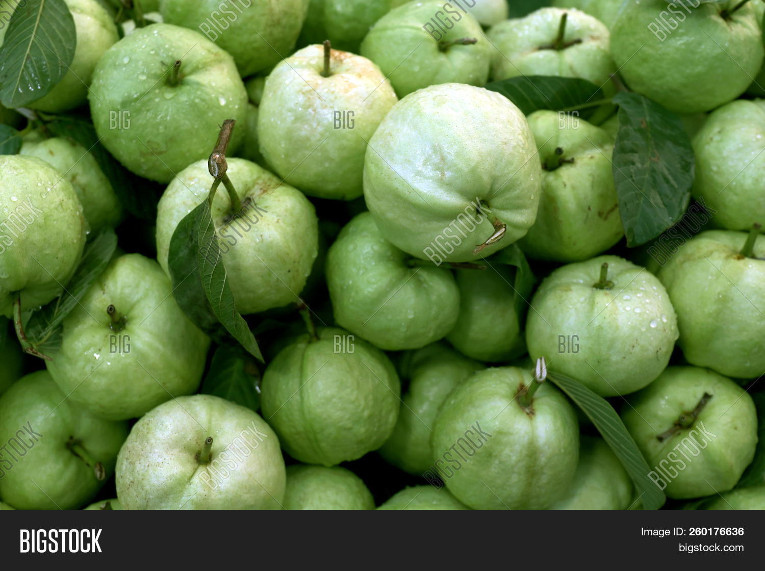 Guava Fruit Fresh Image & Photo (Free Trial) | Bigstock