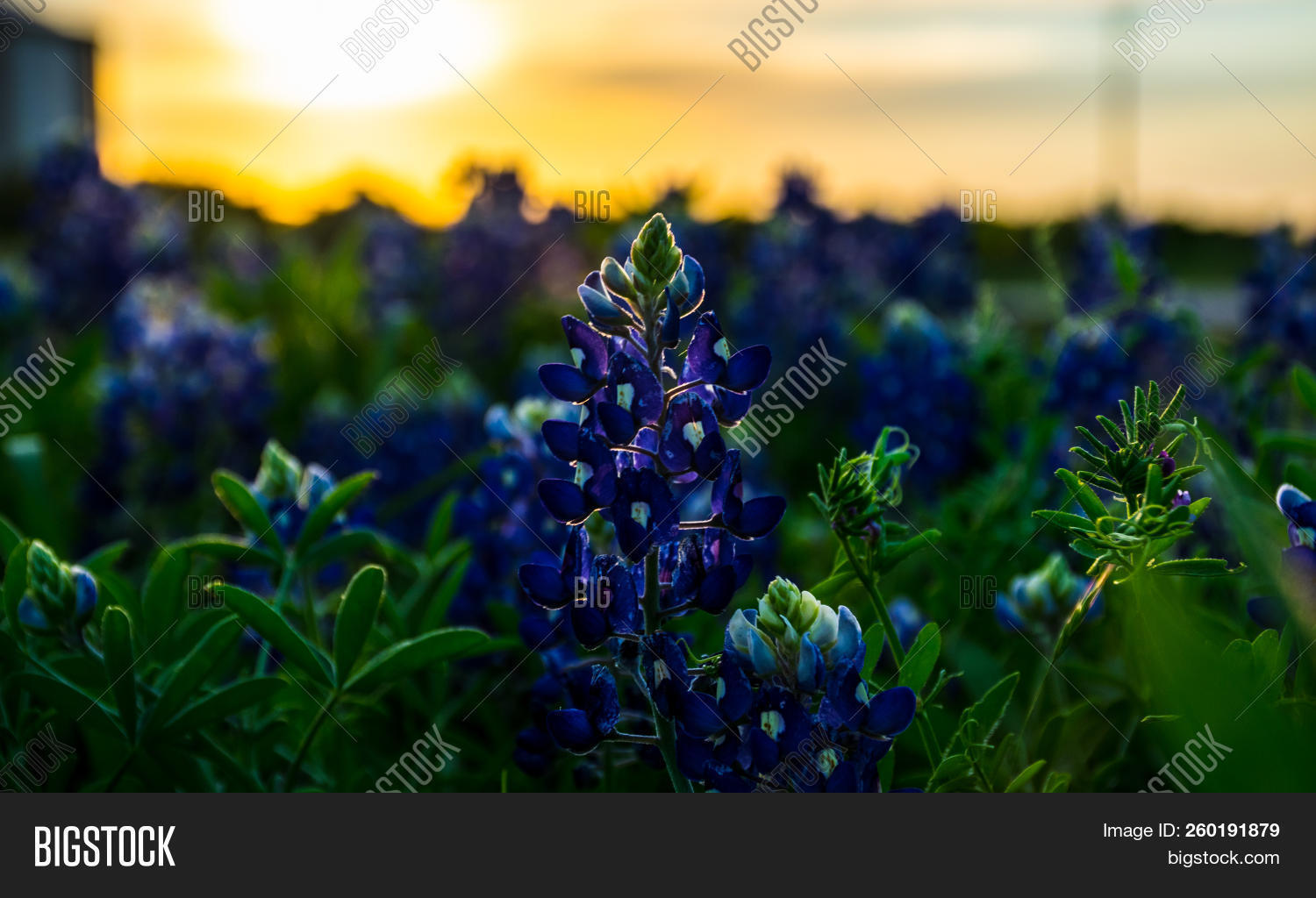 Bluebonnet Field Image & Photo (Free Trial) | Bigstock