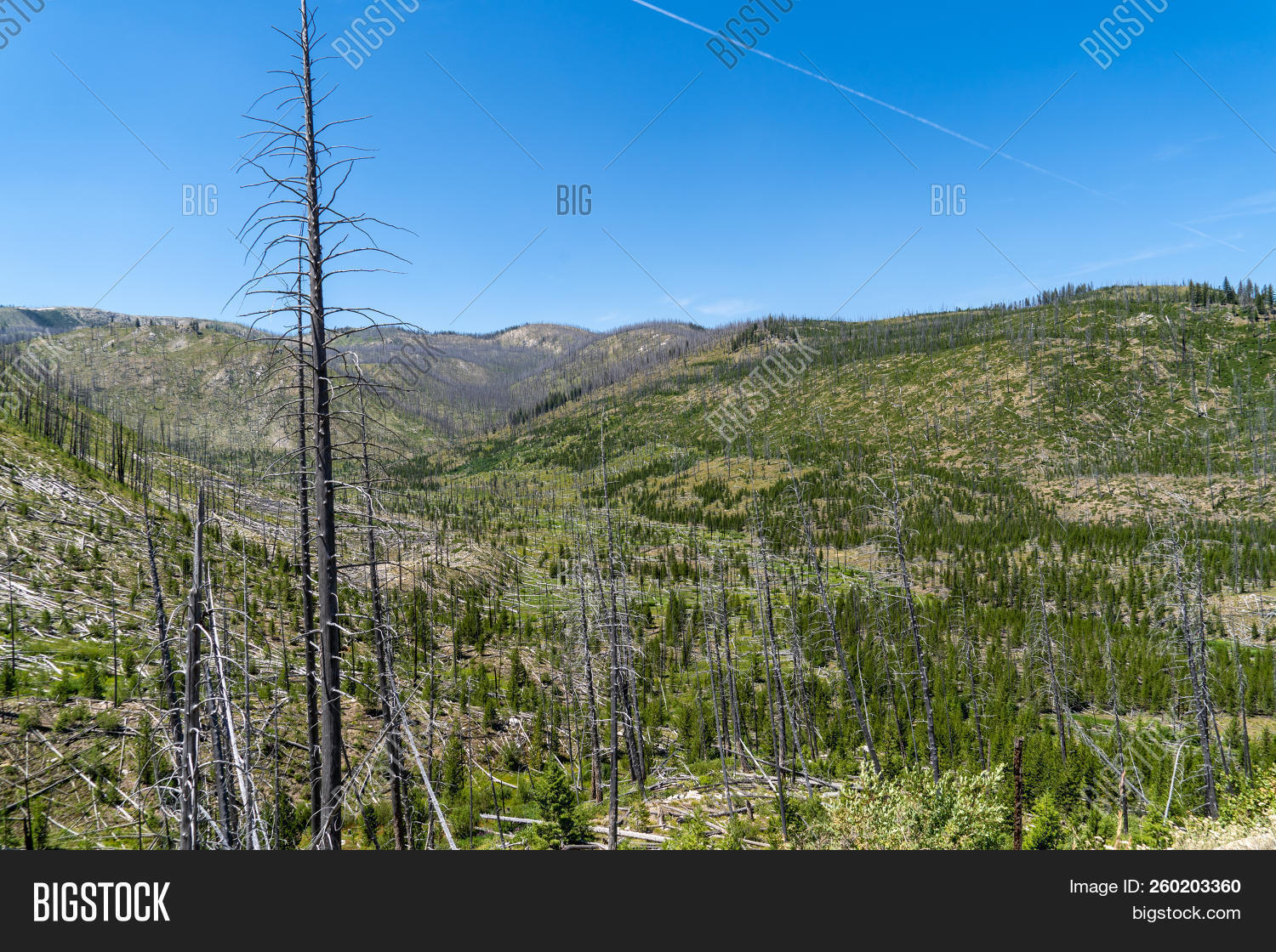 Hundreds Burned Trees Image & Photo (Free Trial) | Bigstock