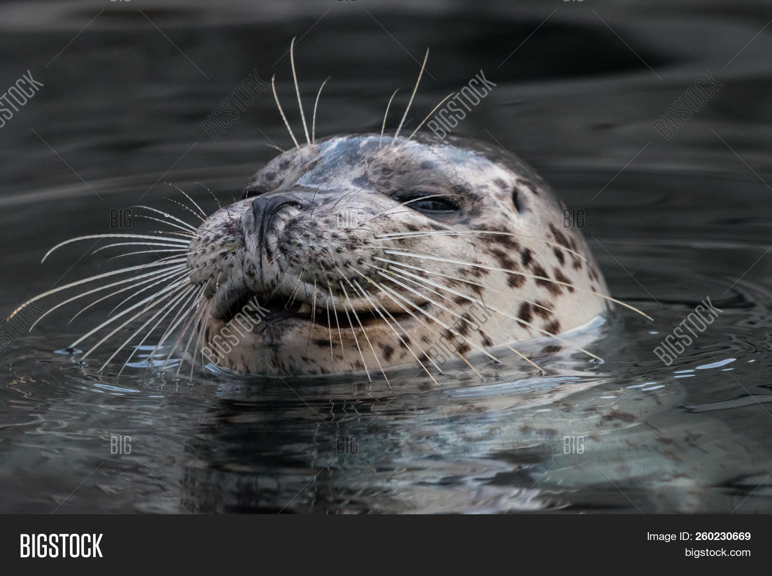 Smiling Common Seal Image & Photo (Free Trial) | Bigstock