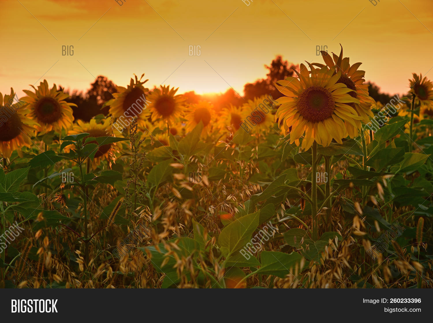 Beautiful Field Image & Photo (Free Trial) | Bigstock