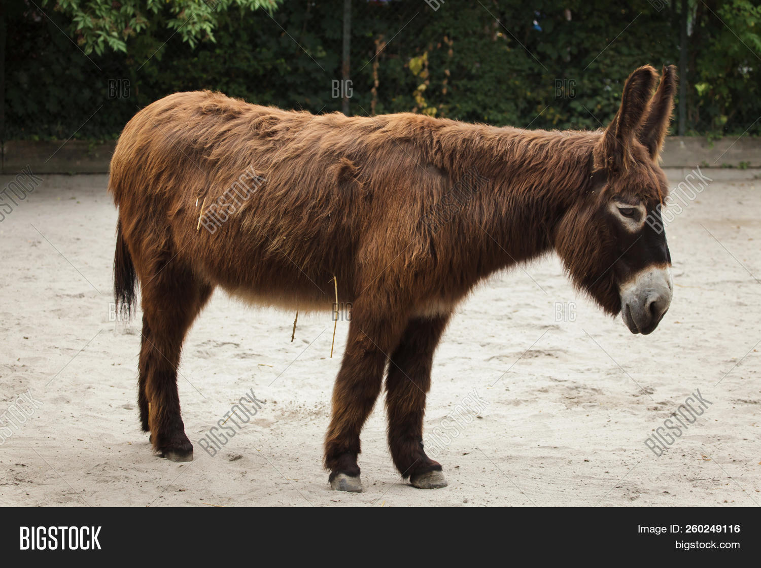 Poitou Donkey (Equus Image & Photo (Free Trial) | Bigstock