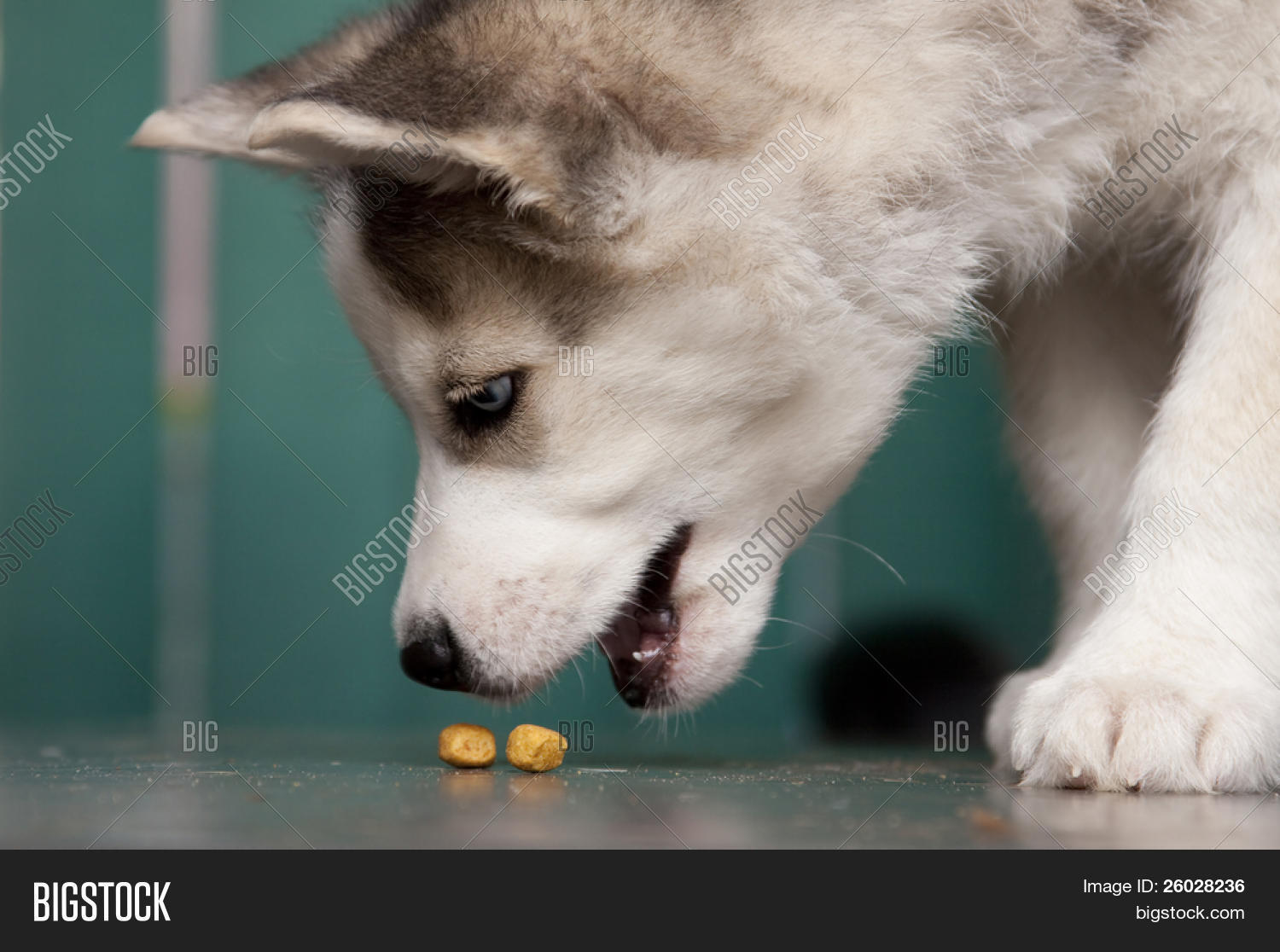 Puppy Siberian Husky Image & Photo (Free Trial) | Bigstock