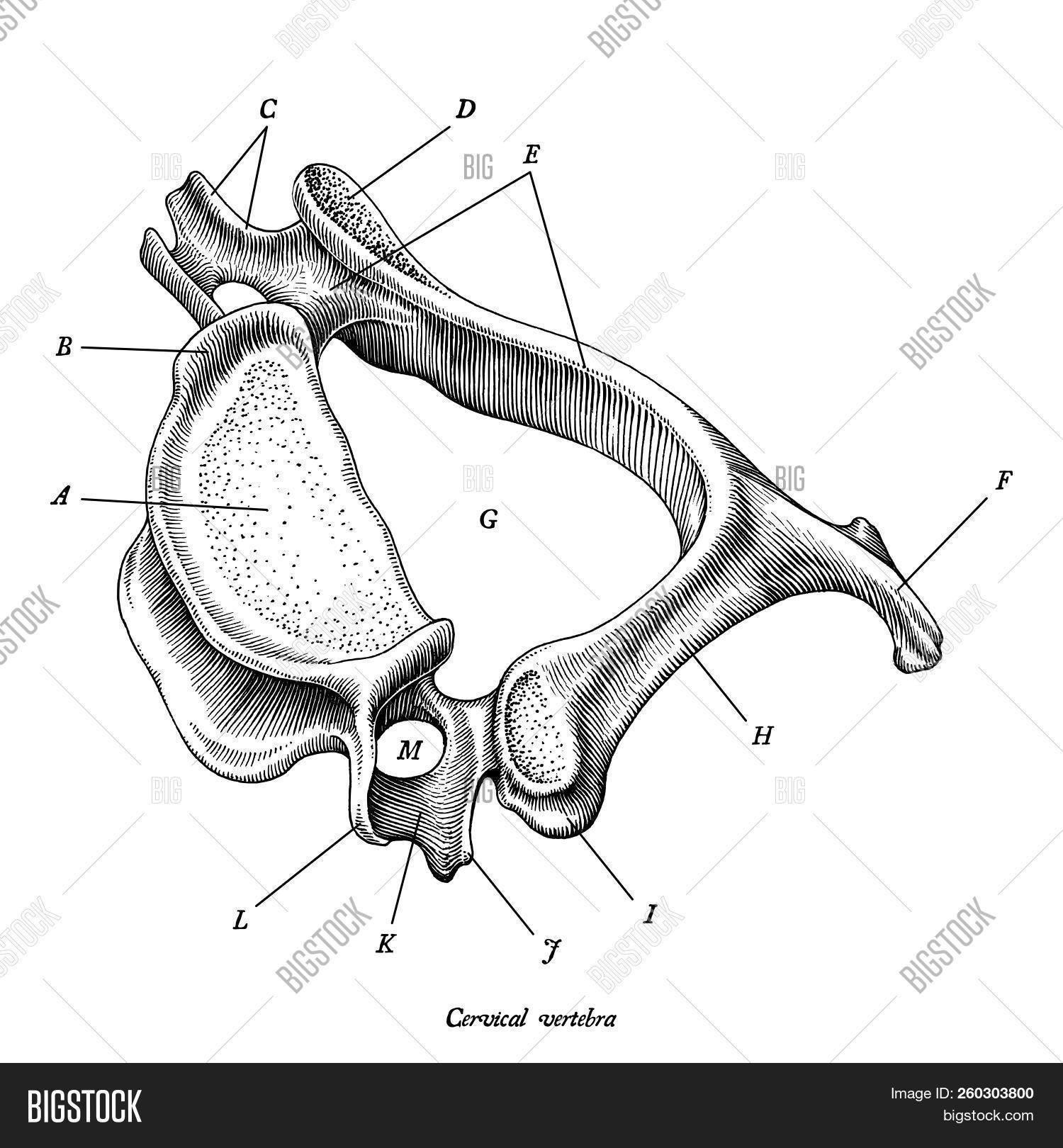 Cervical Vertebra Vector & Photo (Free Trial) | Bigstock