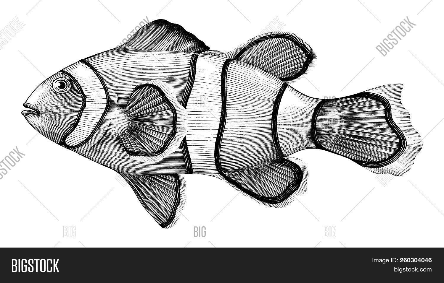 Nemo Fish Drawing Vector & Photo (Free Trial) | Bigstock