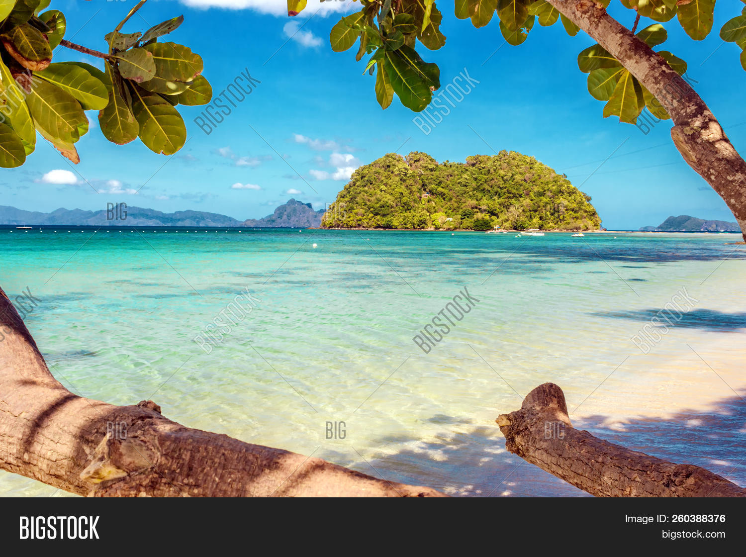 Ficus Tree Blue Sky Image & Photo (Free Trial) | Bigstock