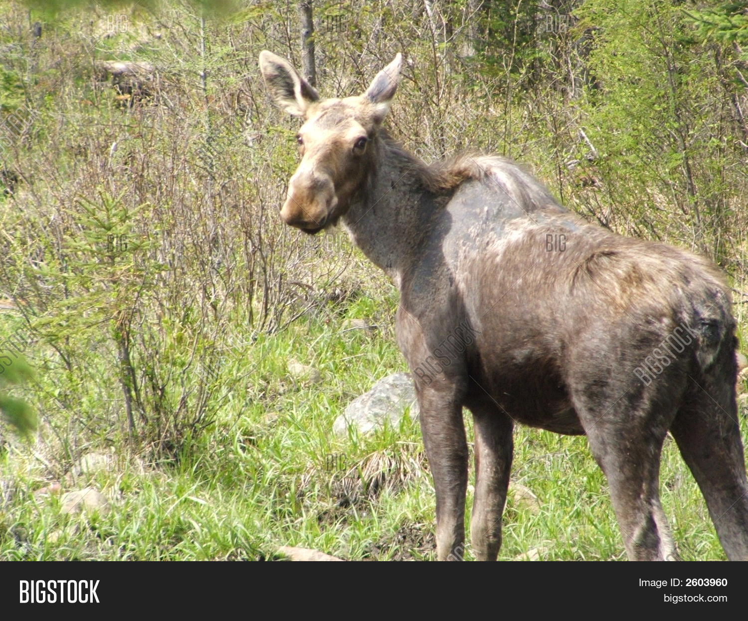 Molting Female Moose Image & Photo (Free Trial) | Bigstock