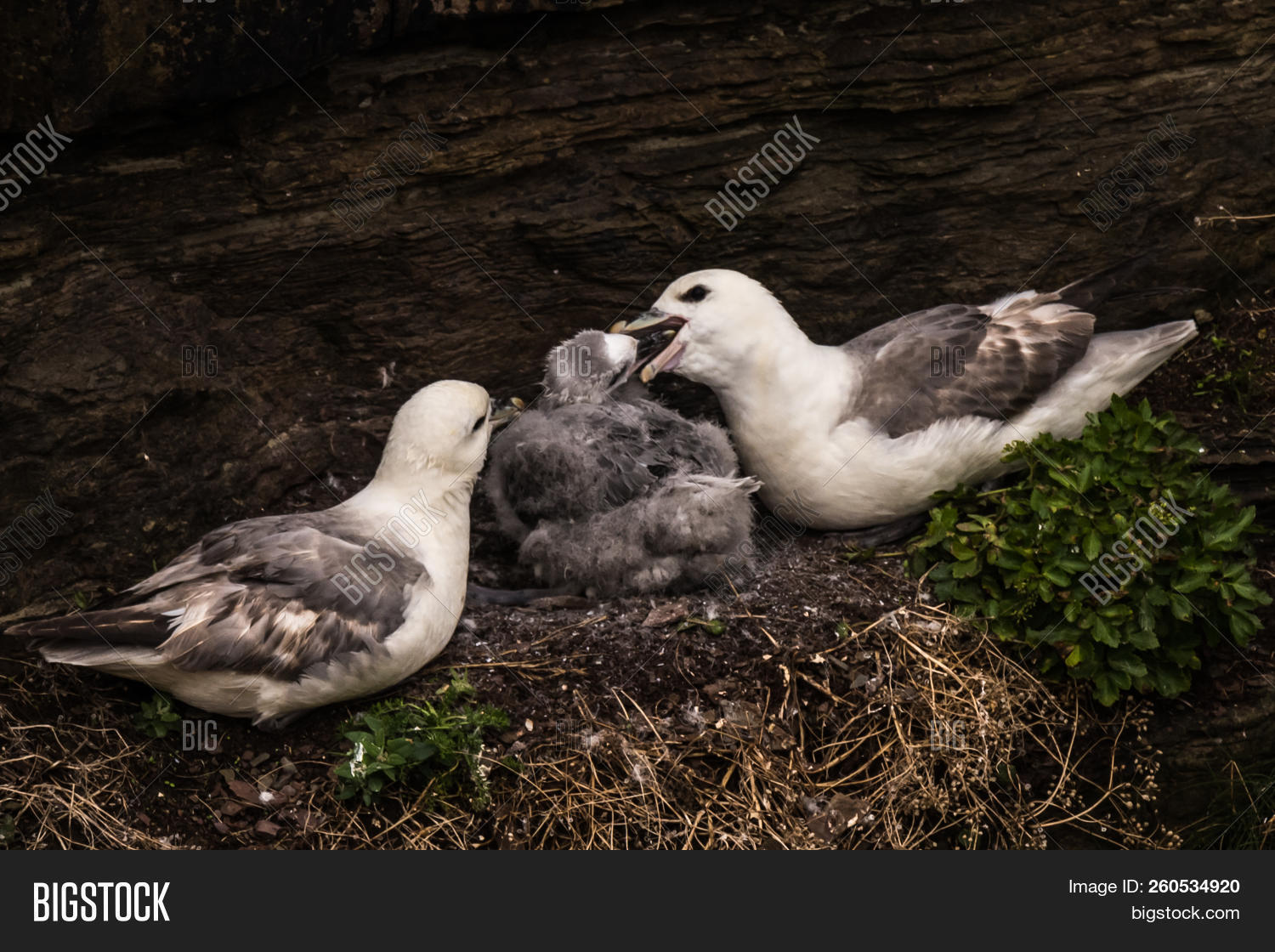 Northern Fulmar Image & Photo (Free Trial) | Bigstock