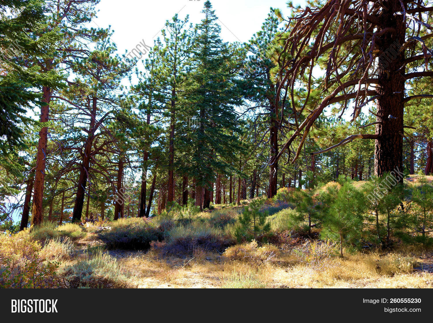 Ponderosa Pine Trees Image & Photo (Free Trial) | Bigstock
