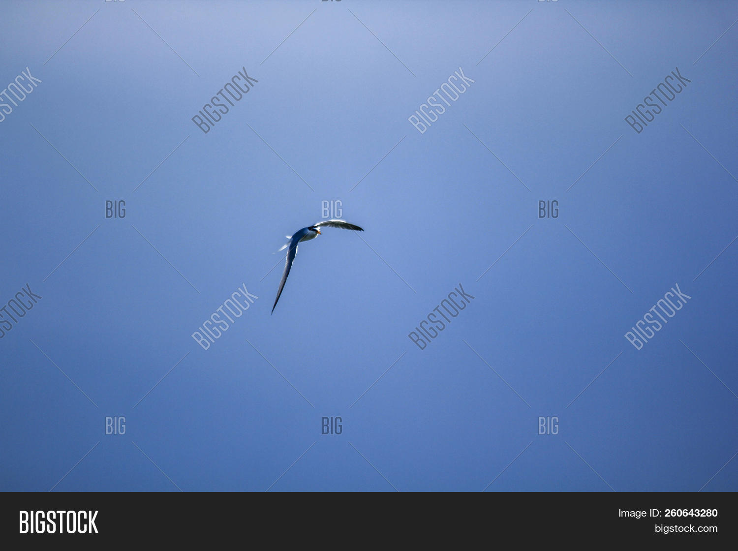 Little Tern Flying Sky Image & Photo (Free Trial) | Bigstock