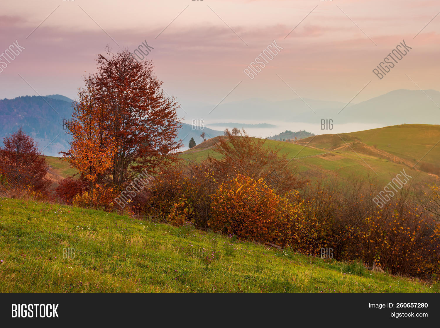 Late Autumn Dawn Pink Image & Photo (Free Trial) | Bigstock