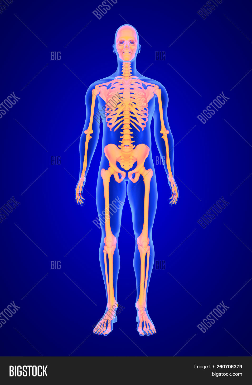 Blue Human Anatomy Image & Photo (Free Trial) | Bigstock