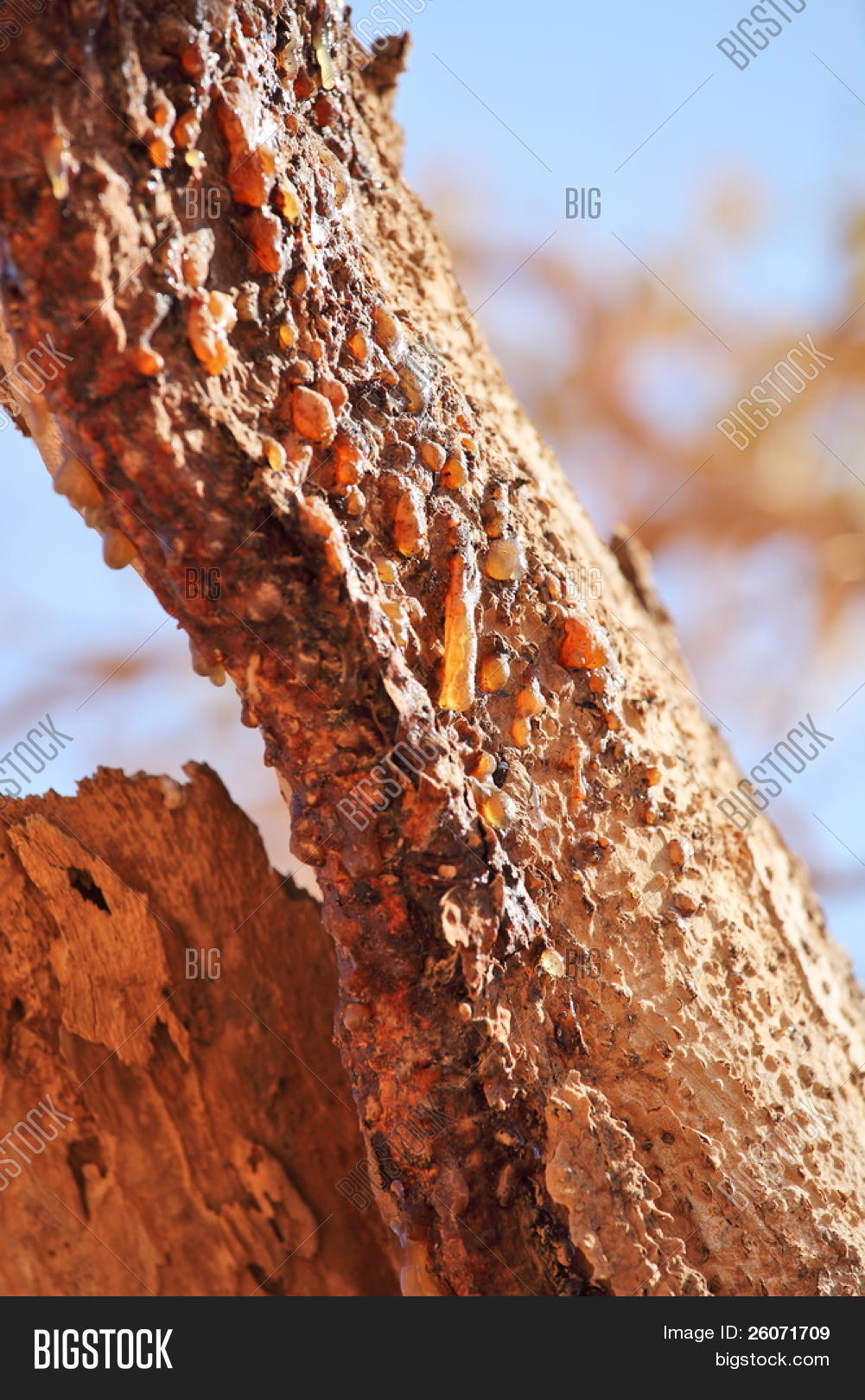 Myrrh Tree Resin Image & Photo (Free Trial) | Bigstock