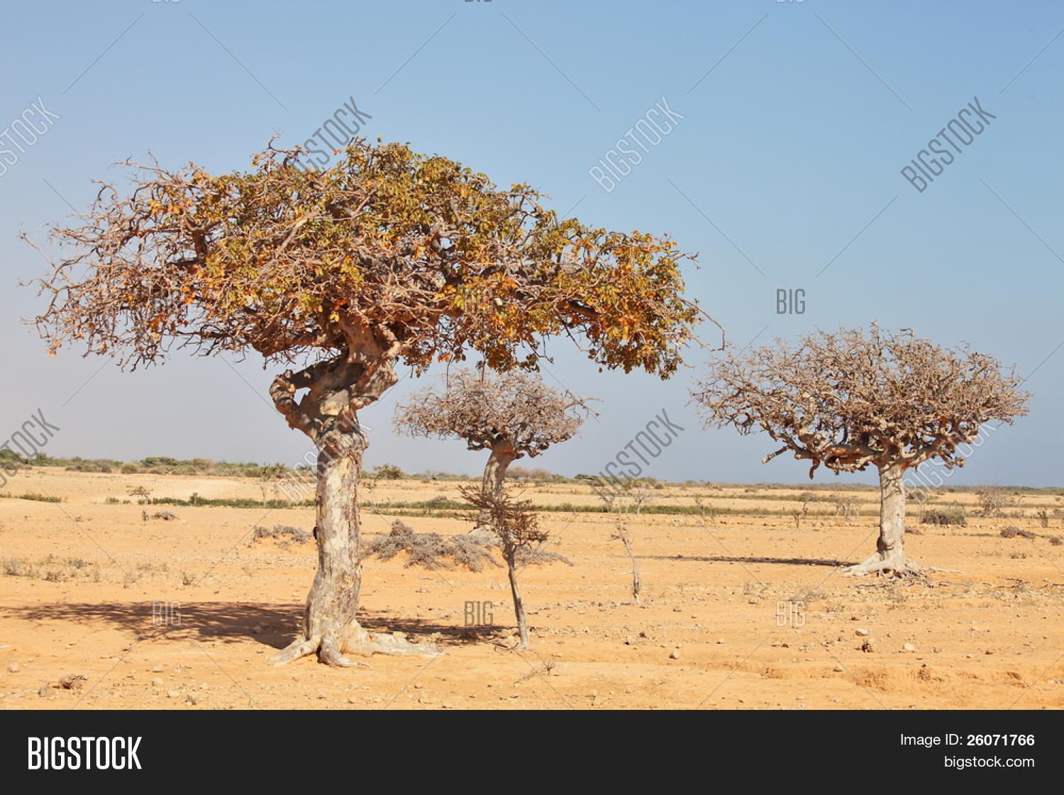 Myrrh Tree (Commiphora Image & Photo (Free Trial) | Bigstock
