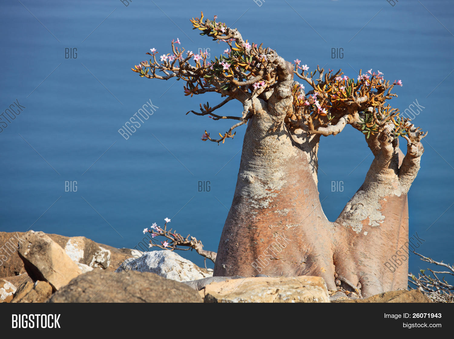 Bottle Tree - Adenium Image & Photo (Free Trial) | Bigstock